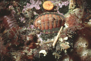Chitons (Polyplacophora)
