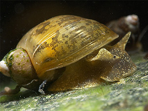 Snails and Slugs (Gastropoda)