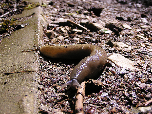 The Black Keel Back Slug