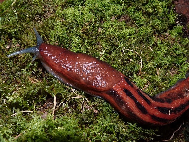 Red Keel Back Slugs From Lower Austria