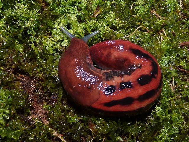 Red Keel Back Slugs From Lower Austria