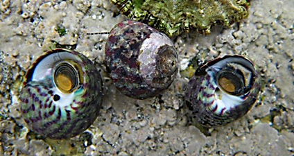 Sea Snails and Slugs