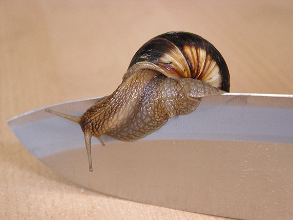 A Snail at a Knife's Blade