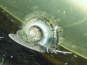 Fresh Water Snails